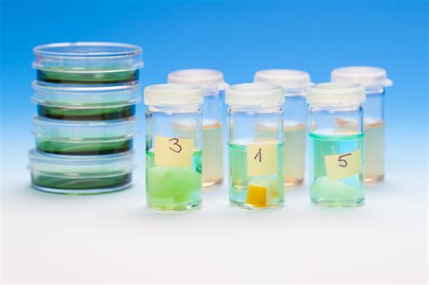 Rabbit Pathology And Histopathology