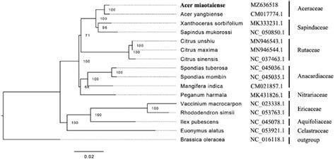 Maximum Likelihood ML Tree Of A Miaotaiense And Other 14 Species