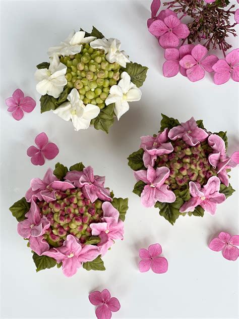 Lace Cap Hydrangea Rachelle S