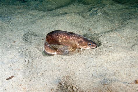 Hake Fish Earth Com Hake Fish
