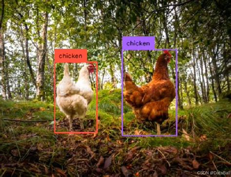 数据集 目标检测系列 家禽 鸡 检测数据集 Chicken＞＞ Databall鸡的数据集 Csdn博客