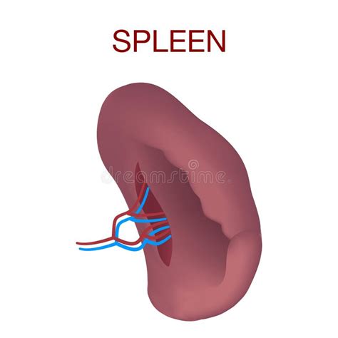 Realistic Illustration Of Spleen Vector Mockup For Web Design Isolated