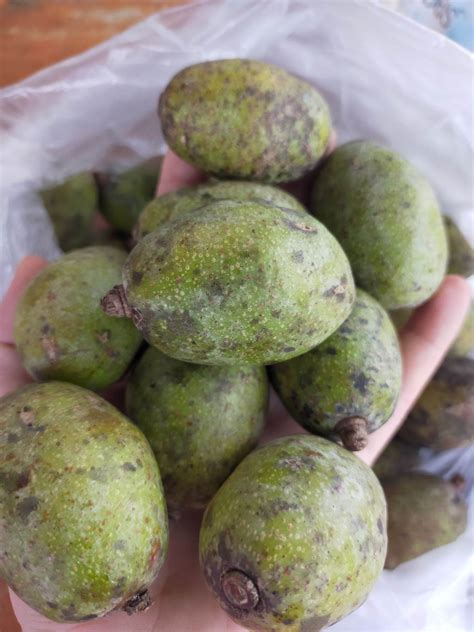 💥พร้อมส่ง💥มะกอกป่า มะกอกใส่ส้มตำ ผลแก่จัด ขนาด500กรัม Th