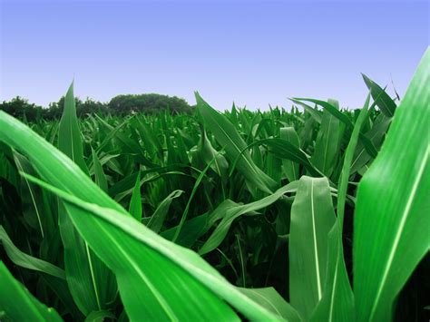 Photosynthesis The Final Frontier In Increasing Sustainable Crop Yield