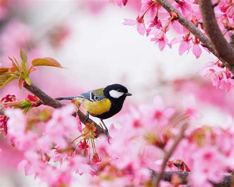 Birds And Trees Wallpapers Top Free Birds And Trees Backgrounds