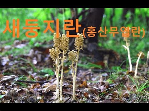새둥지란 홍산무엽란 Manchurian bird s nest orchid YouTube