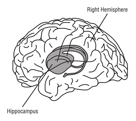 Brain Memory Hippocampus