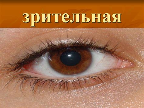 Сенсорные системы - презентация онлайн