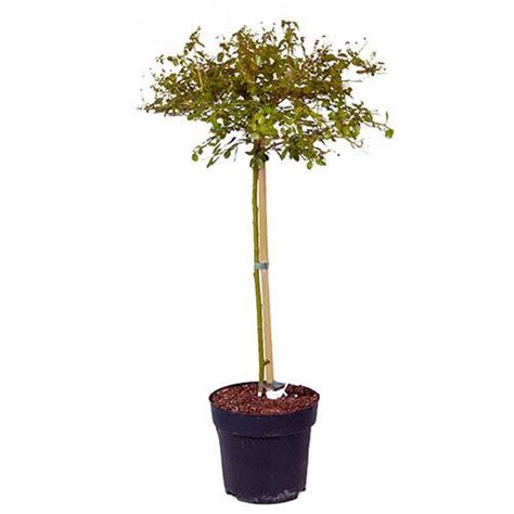 Ceanothus Standard Californian Lilac Tree YouGarden