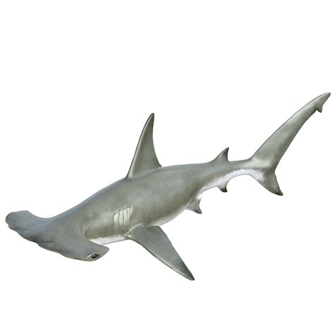 Shark 3d Model Illustration 10916891 Png