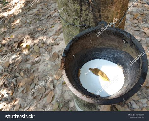 Rubber Tree Cup Latex Rubber Plantation Stock Photo Edit Now 1305005317
