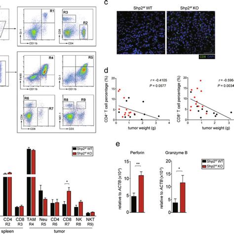 The Percentages Of Tumor Infiltrating Cd8⁺ T Cells Are Increased In