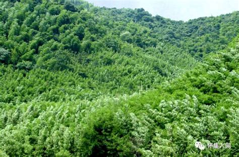 网友家乡怀集现有大片成才竹林二万亩感觉丢荒实在可惜怎么办