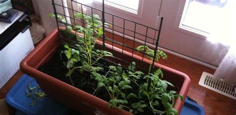 How To Grow Tomatoes Indoors The Housing Forum
