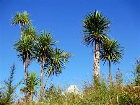 Cabbage Tree Mania Adam Hyde