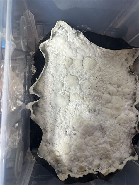 [general] Hard Layer Of Mycelium On Top Of Substrate R Mushroomid