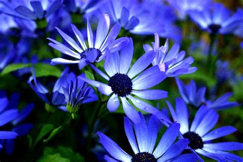 シネラリアの花言葉の意味や由来とは 植物NAVI