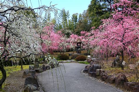京都の梅の名所4選 北野天満宮・城南宮など｜そうだ 京都、行こう。