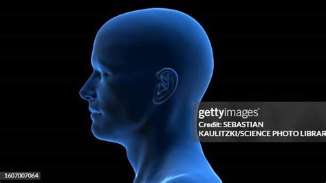 Human Head Anatomy Profile Photos And Premium High Res Pictures Getty Images