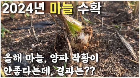 수확의 시기 이젠 마트 갈 필요 없네요 마늘 양파 대파 깻잎 수확 고추 농사는 큰일이네요 Youtube
