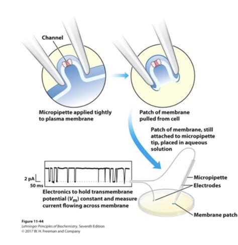 Ion Channel Structure And Function Flashcards Quizlet