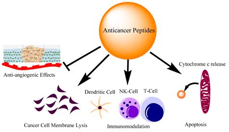 Antioxidant And Antimicrobial At Therese Arnold Blog