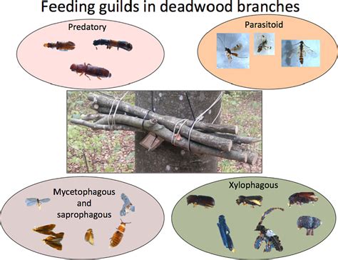 Graphical Representation Of The Various Ecological Feeding Guilds That