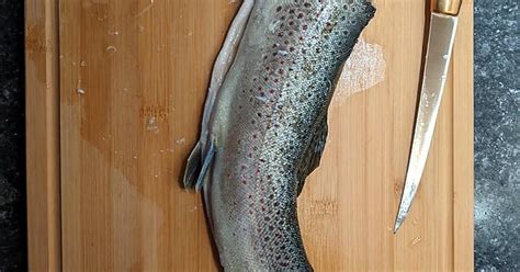 17 And A Quarter Inch Brown Trout Album On Imgur