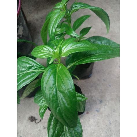 Serpentina Seedlingherbal Serpentina Medium Sale Within Luzon Only