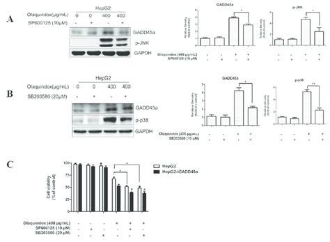 The Relationship Between Gadd45a And Jnkp38 Pathways In Olaquindox
