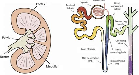 Describe The Structure And Functioning Of Nephrons Cbse Class Notes