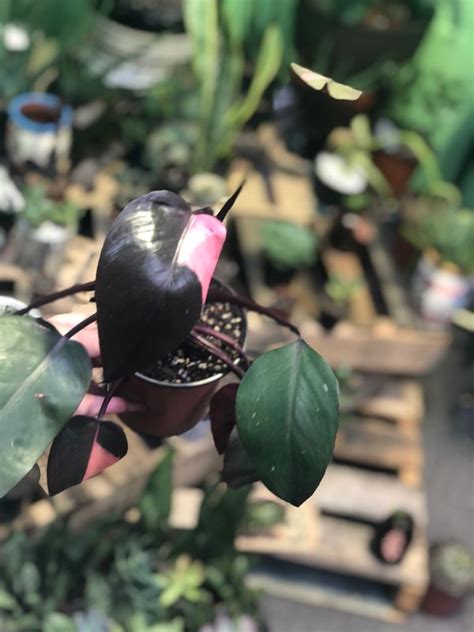 The Java Jungle