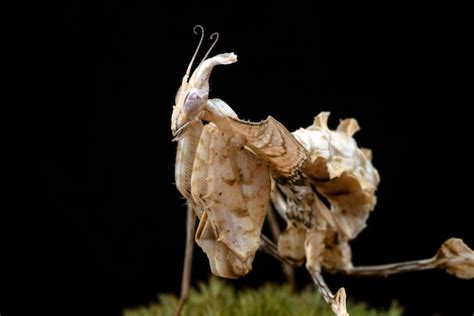 Premium Photo Detail Of A Dead Leaf Mantis Deroplatys Lobata