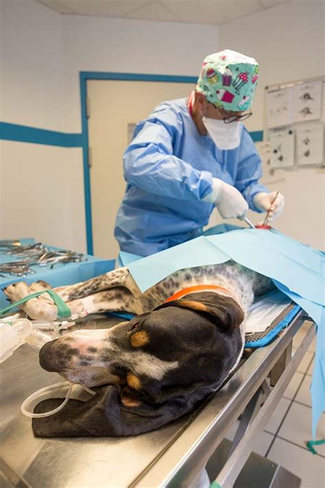 Chirurgie Orthopédique Vic Bilh Vétérinaires à Lembeye