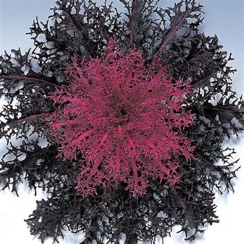 Kale Peacock Red For Sale Garden Goods Direct