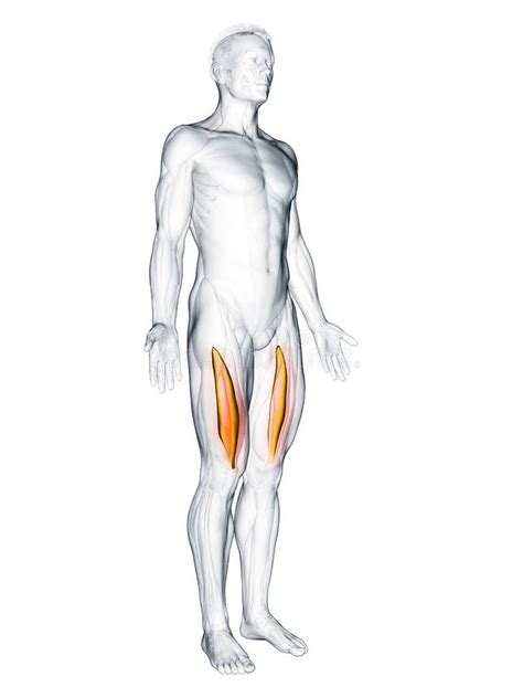 The Vastus Intermedius Stock Illustration Illustration Of Orange