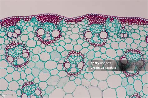 Vascular Bundle Monocot Refer The Given Figure Which Represents A