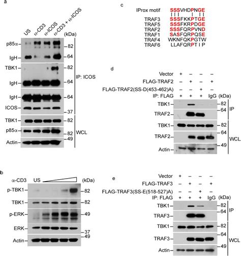 A Traf Like Motif Of The Inducible Costimulator Icos Controls