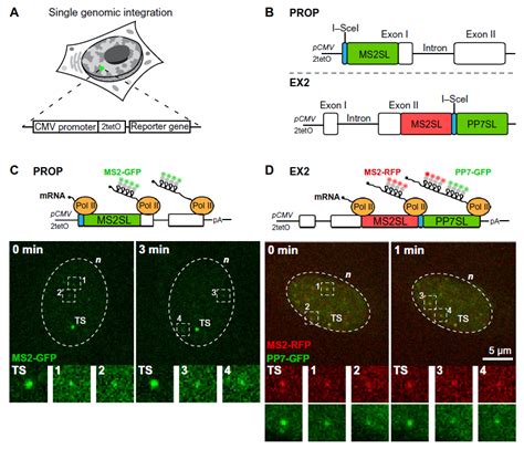 Prop Flp Reporter Cell Line Cell Lines Ximbio