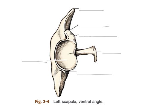 Scapula Ventral Diagram Quizlet