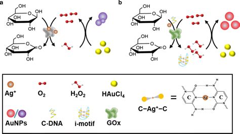 Schematic Presentation Of Colorimetric Detection Of C Dna Based On The