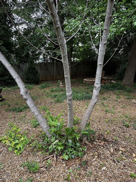 Improperly Limbed Fig Tree Rgardening