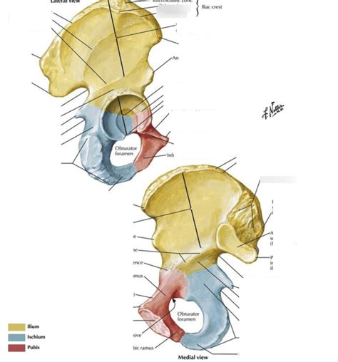 Pubic Bone Ilium Ischium Pubis Diagram Quizlet