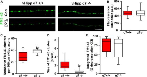 α7 Nachrs Are Required For Synaptic Vesicles Clustering But Not For