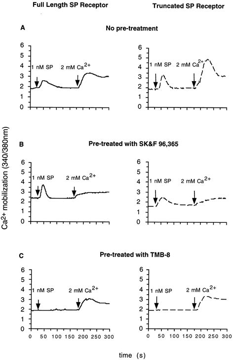 A Substance P Neurokinin 1 Receptor Mutant Carboxyl Terminally Truncated To Resemble A