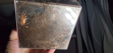Welcome Giant Burrowing Roach Macropanesthia Rhinoceros — The Wild Martin