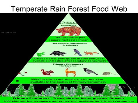 Temperate Rainforest Food Pyramid Food Pyramid Activity Tpt