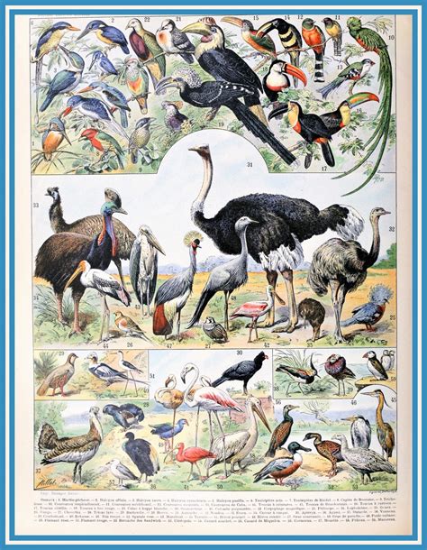 Birds By Adolphe Millot D Free Stock Photo Public Domain Pictures