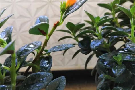 金鱼花几天浇一次水合适 发财农业网