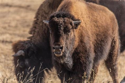 Premium Photo Eye Contact With A Bison